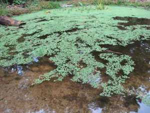 Azolla – the wonder weed… – The Holistic Garden