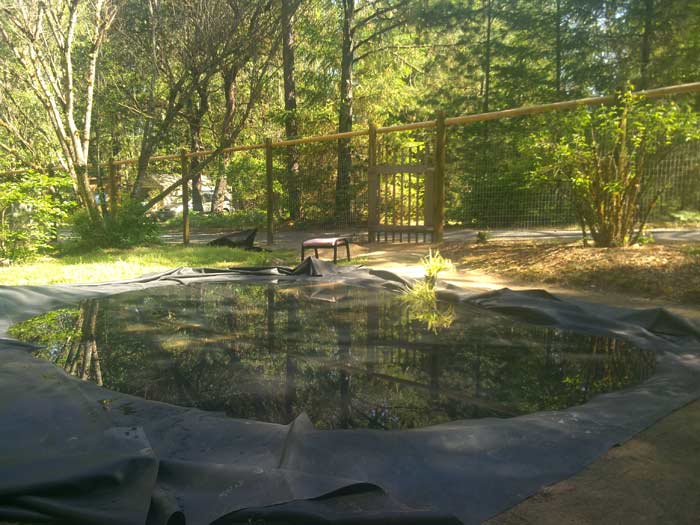 Building a “Natural” Frog Pond – The Holistic Garden