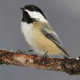 A Chickadee’s Guide To Gardening By Douglas W. Tallamy – The Holistic ...
