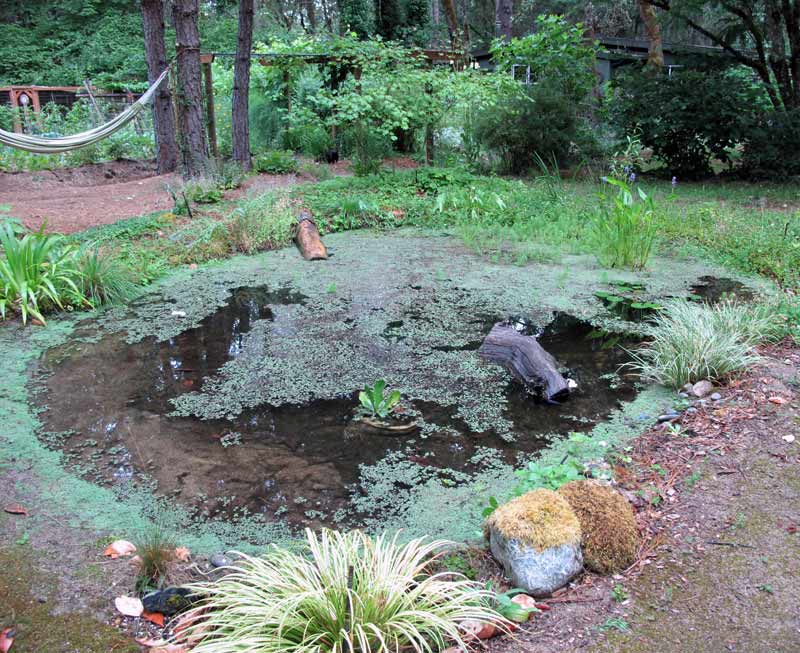 Designing a Holistic Garden – Part Two – The Holistic Garden