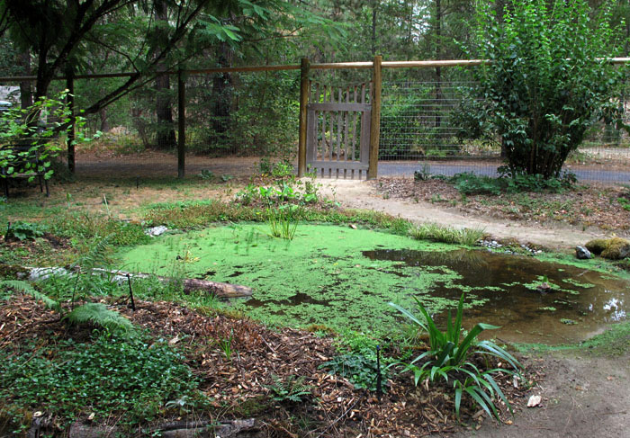 The Frog Pond – Second year… – The Holistic Garden
