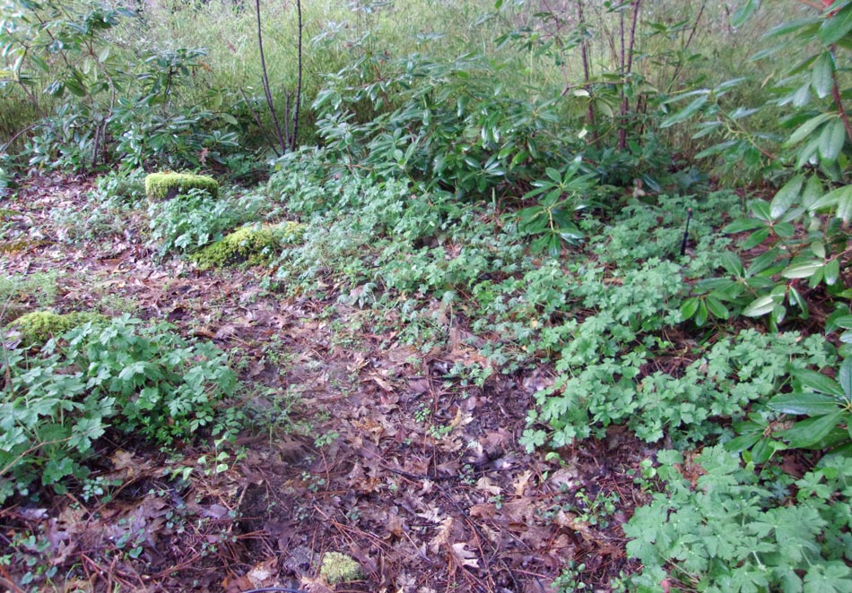 Evergreen Edibles for a Temperate Climate – The Holistic Garden